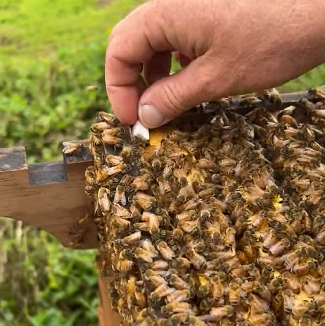 How do I split my hive in spring | Step by step video - Flow Hive UK How do I split my hive in spring | Step by step video - Flow Hive UK