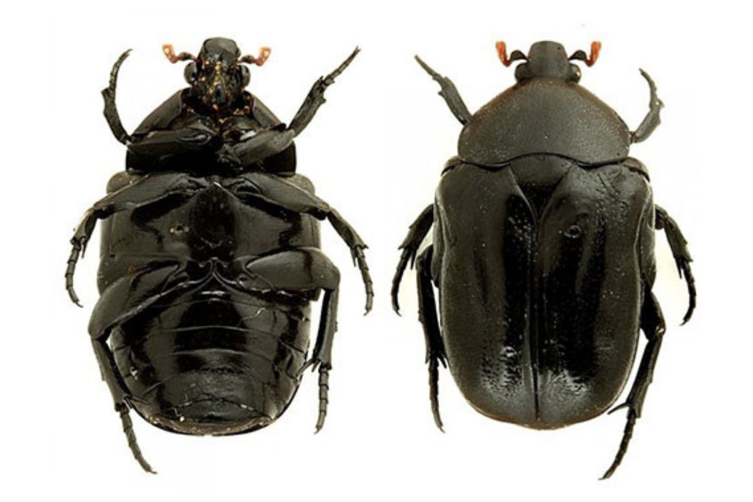 Hive beetle store
