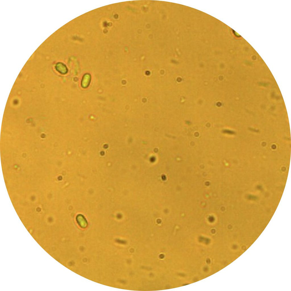 Nosema - Flow Hive UK