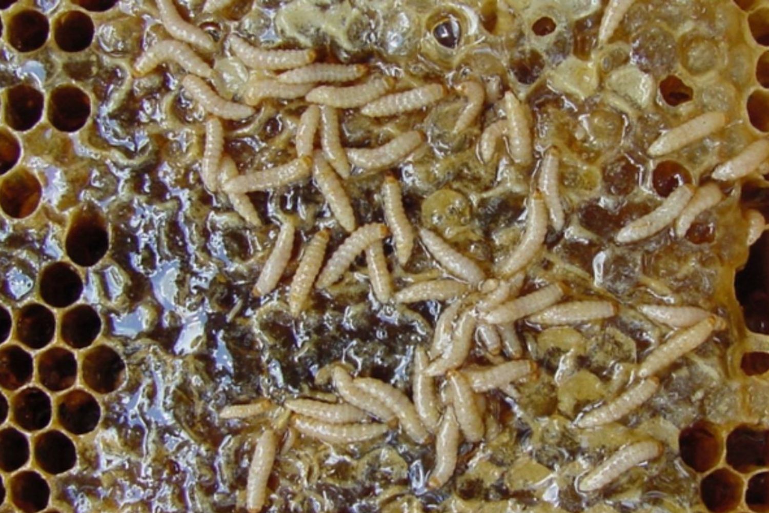 Small Hive Beetle Flow Hive UK